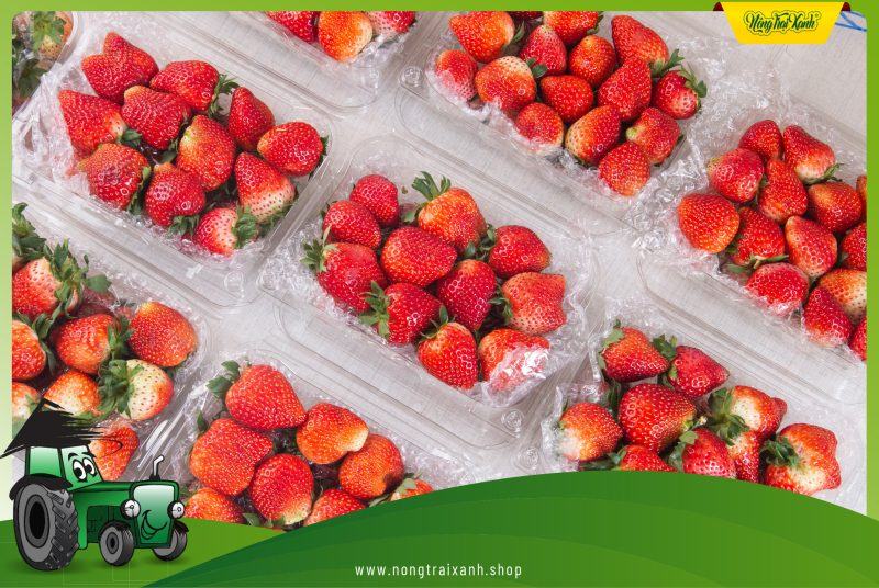 4 Lí Do Khiến Bạn Chọn Dâu Mộc Châu - Nông Trại Xanh